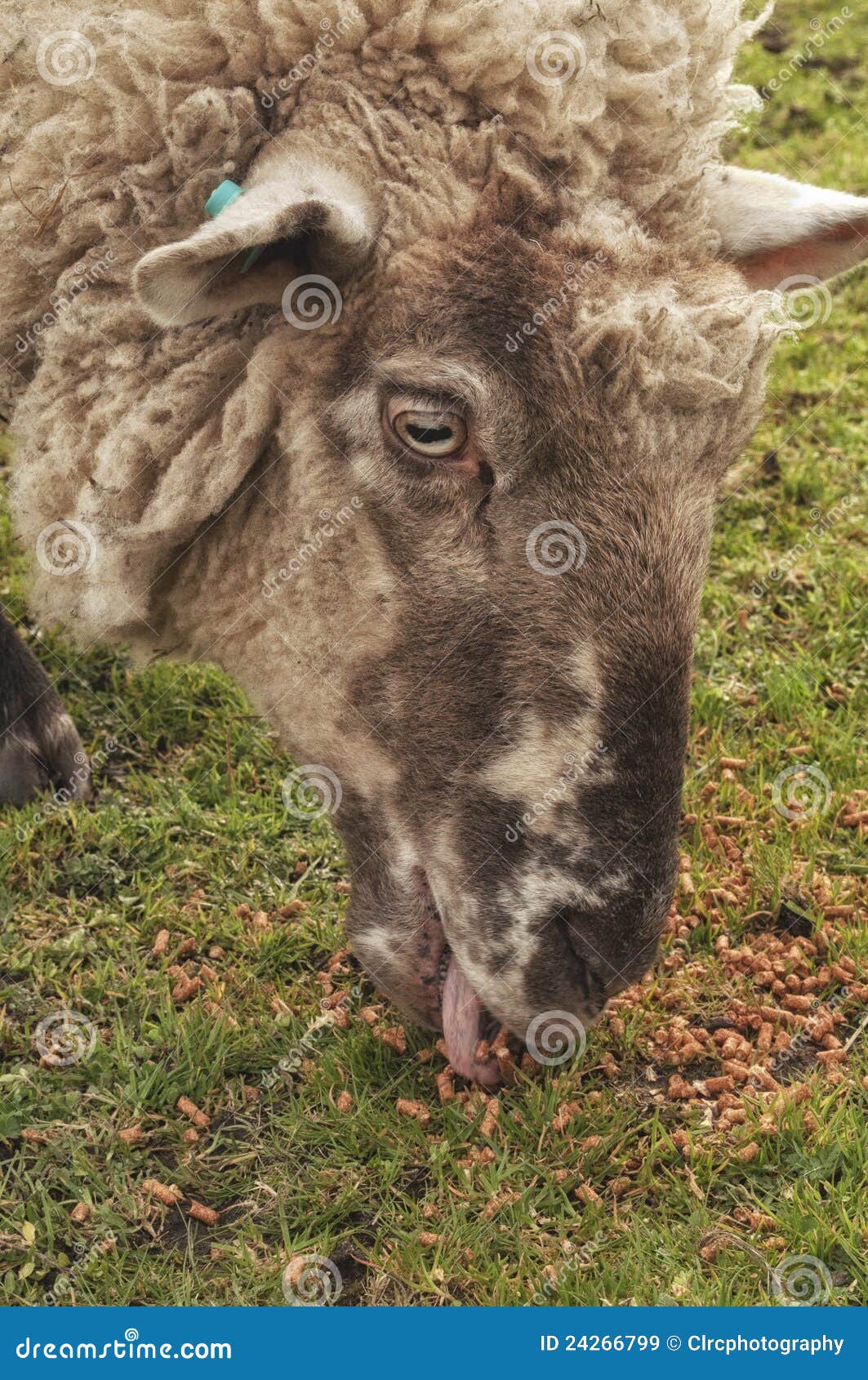 Sheep eating stock image. Image of grass, pellets, snack - 24266799
