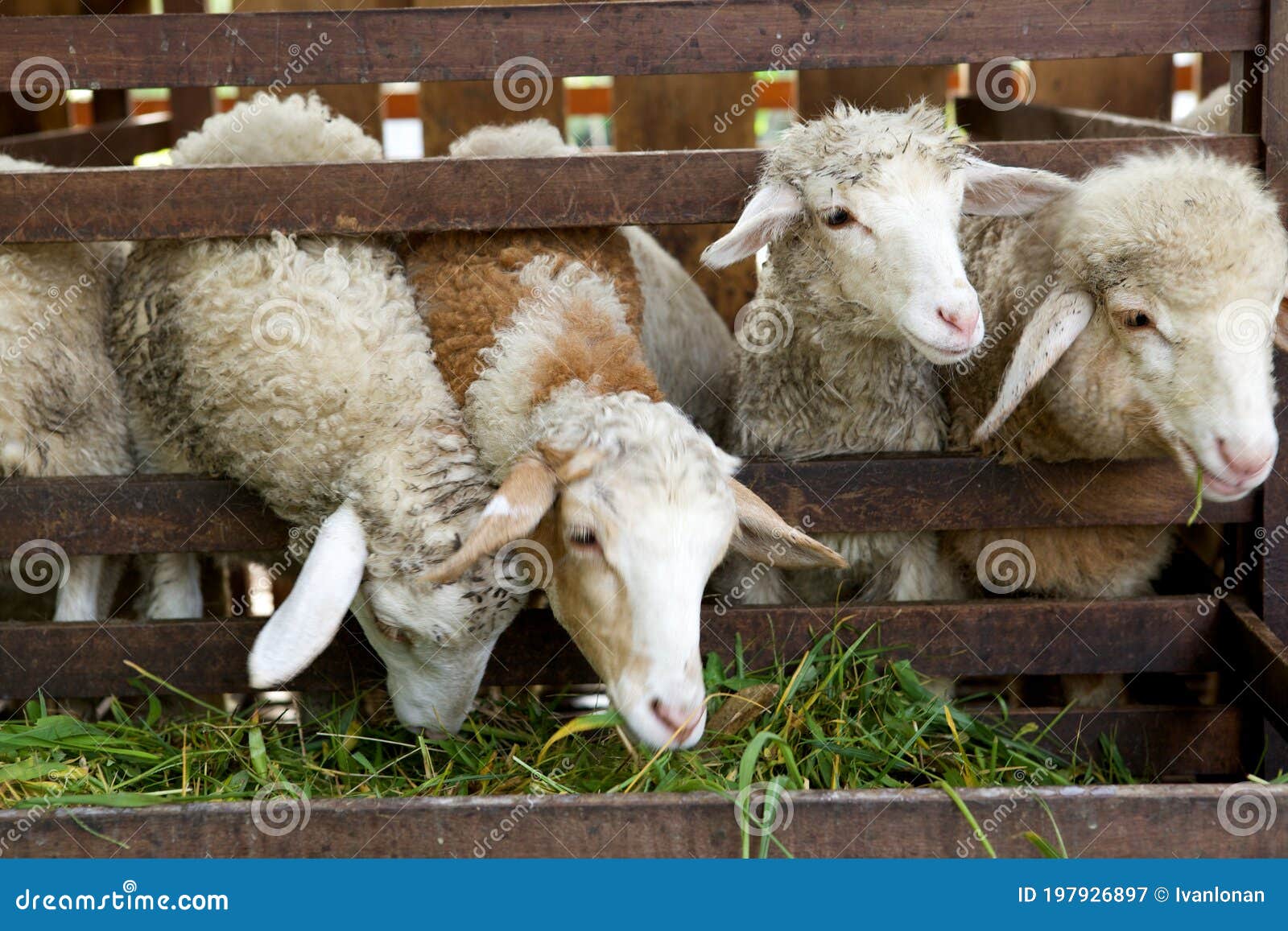 Sheep Eating stock image. Image of white, feeding, animals - 197926897