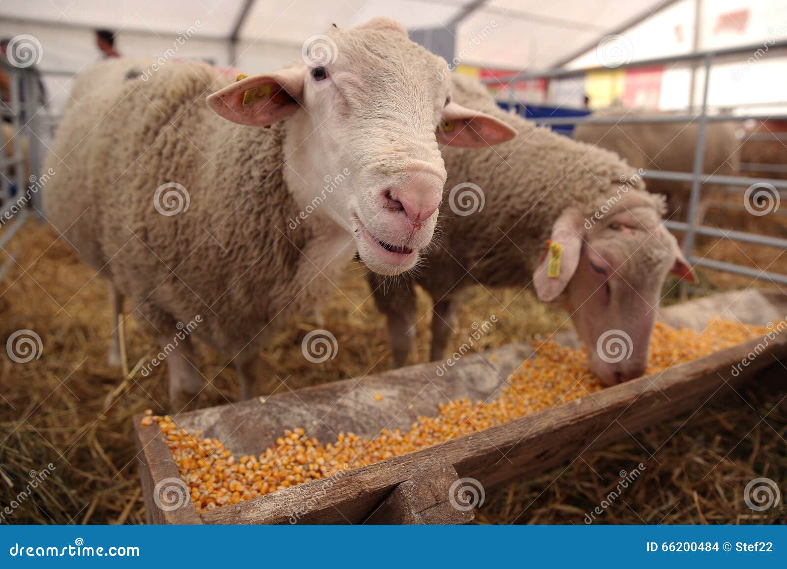 Sheep eating corn grains stock photo. Image of farm, barn - 66200484