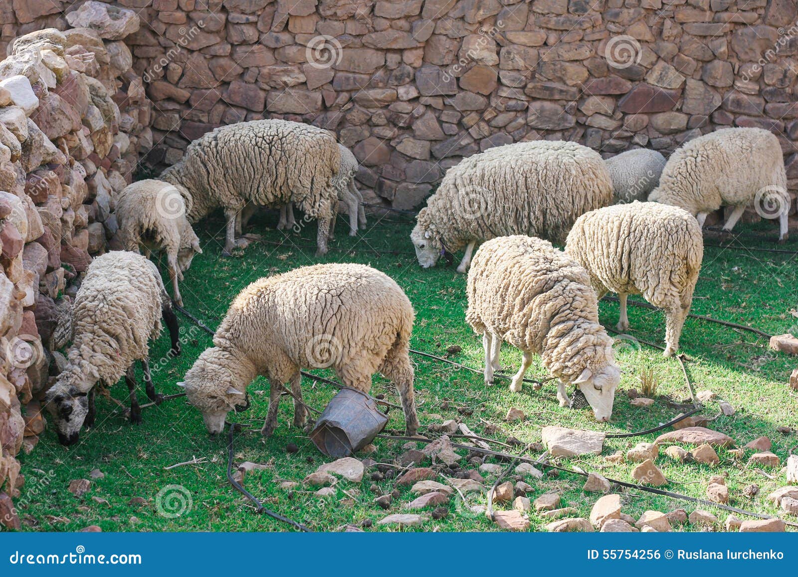 Sheep eating stock photo. Image of lamb, green, adult - 55754256