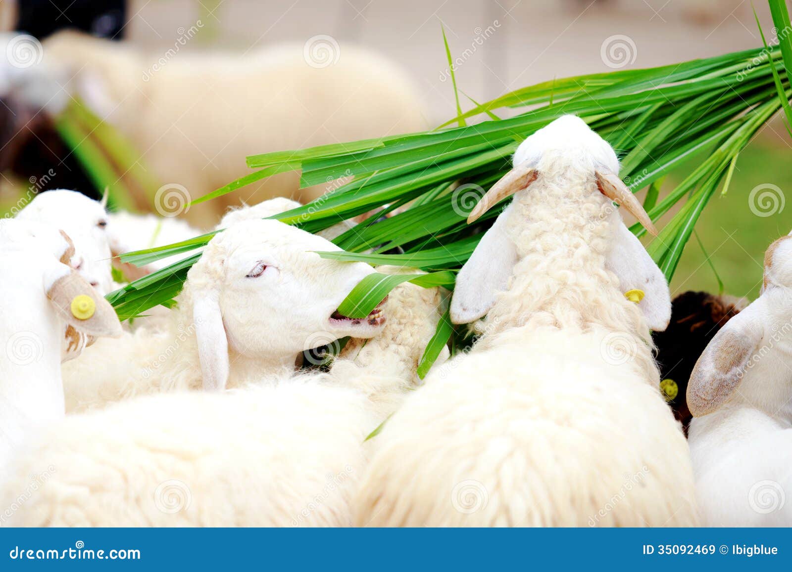 Sheep Eating Food Greensward Stock Image - Image of agriculture, look ...