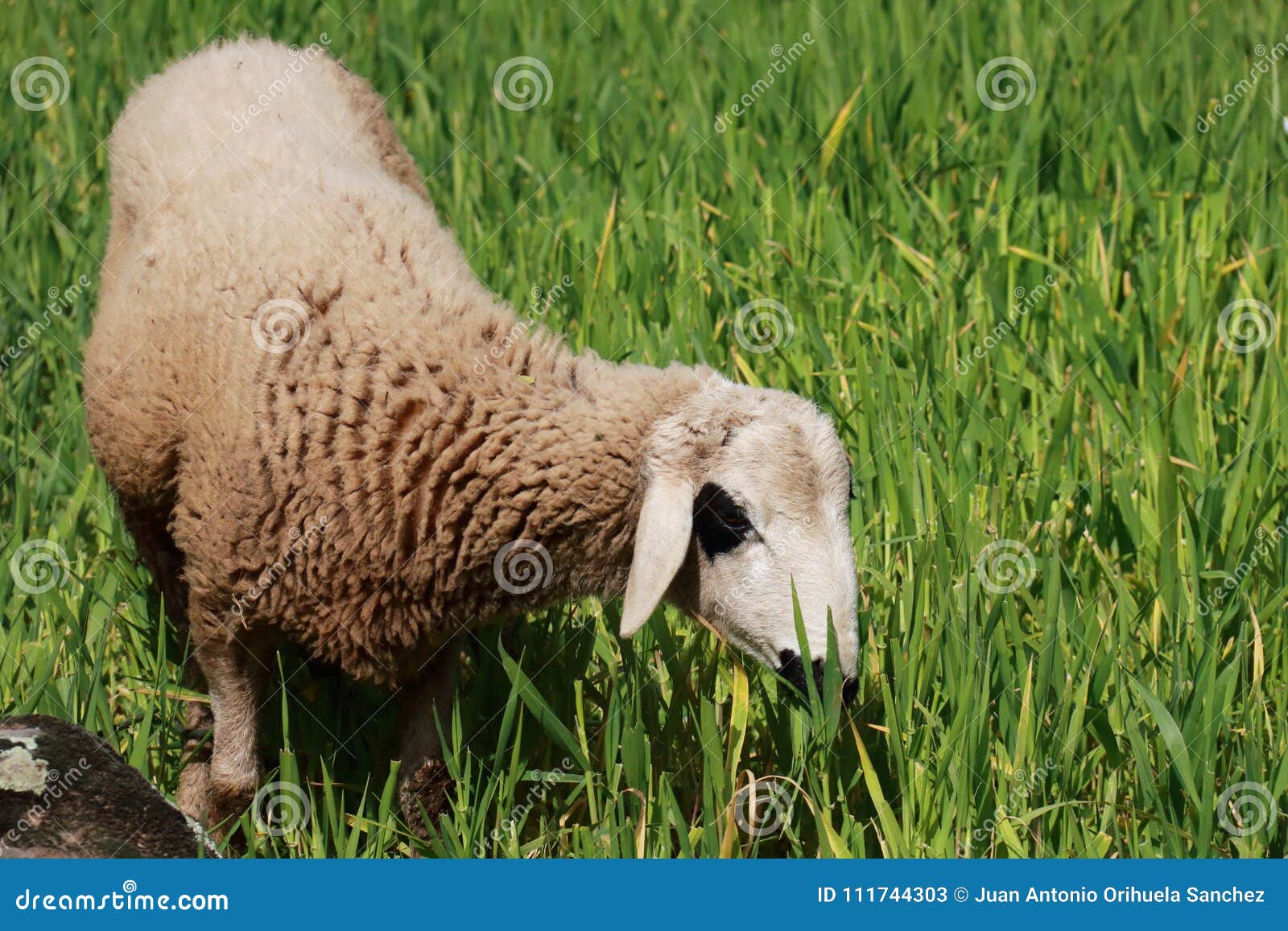 Sheep eating fresh grass stock image. Image of animal - 111744303