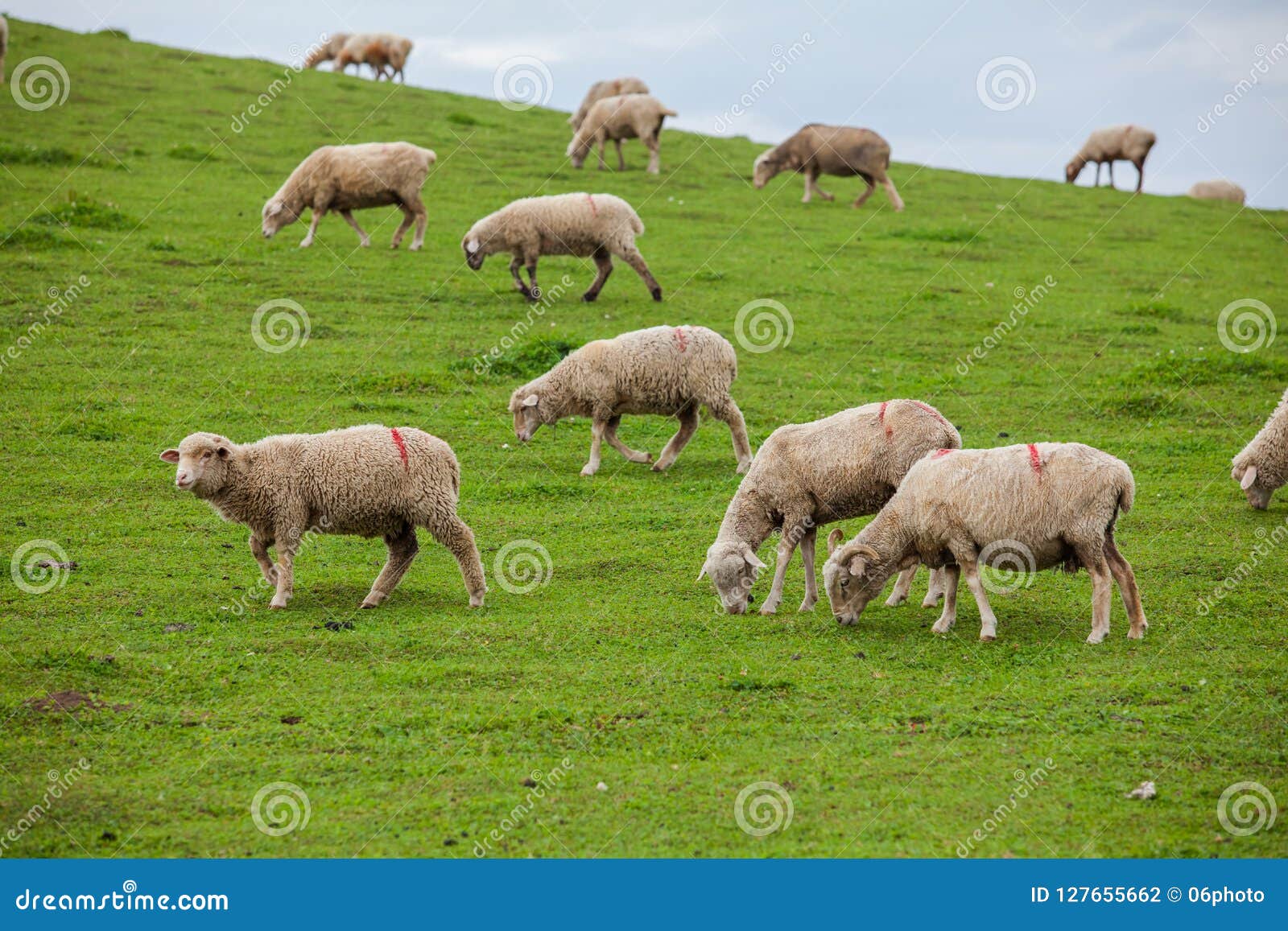 Sheep eating grass stock photo. Image of pasture, farming - 127655662