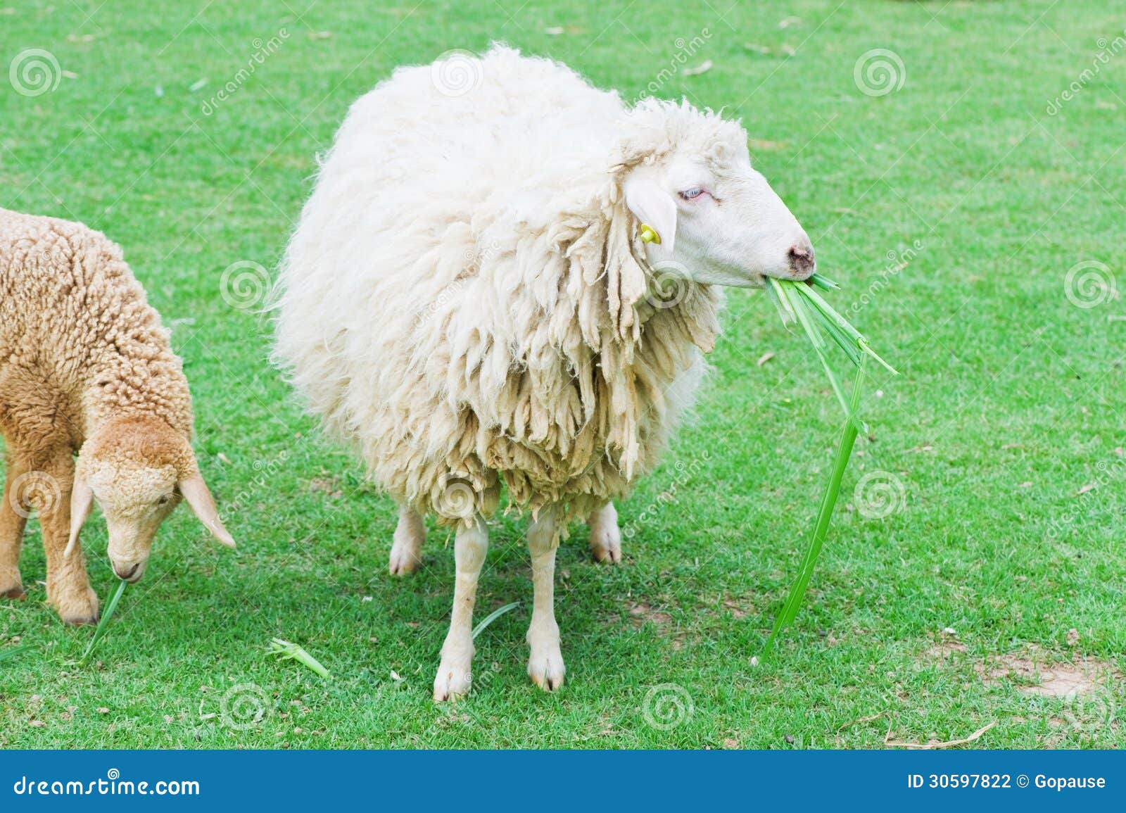 Sheep eating grass stock photo. Image of hair, creature - 30597822