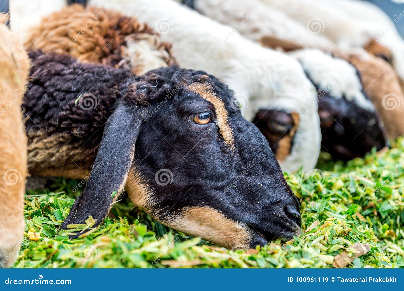 Sheep eating grass. stock image. Image of agriculture - 100961119