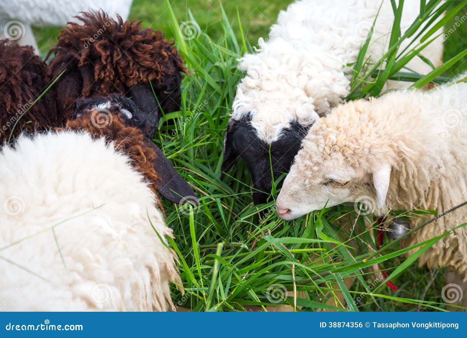 Sheep eating grass stock photo. Image of feeding, organic - 38874356