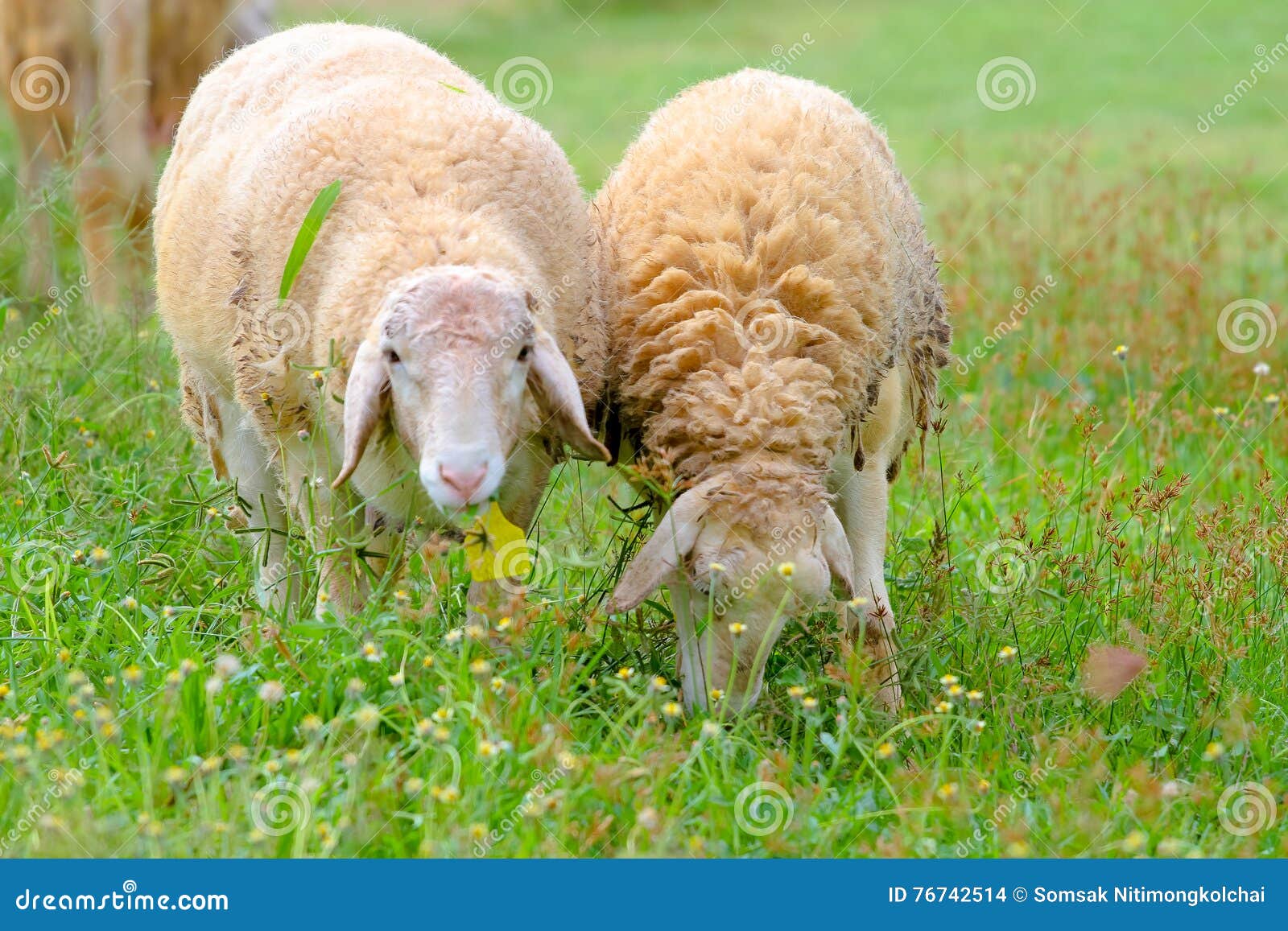 Sheep Eating Grass on the Farm Stock Photo - Image of meadow ...