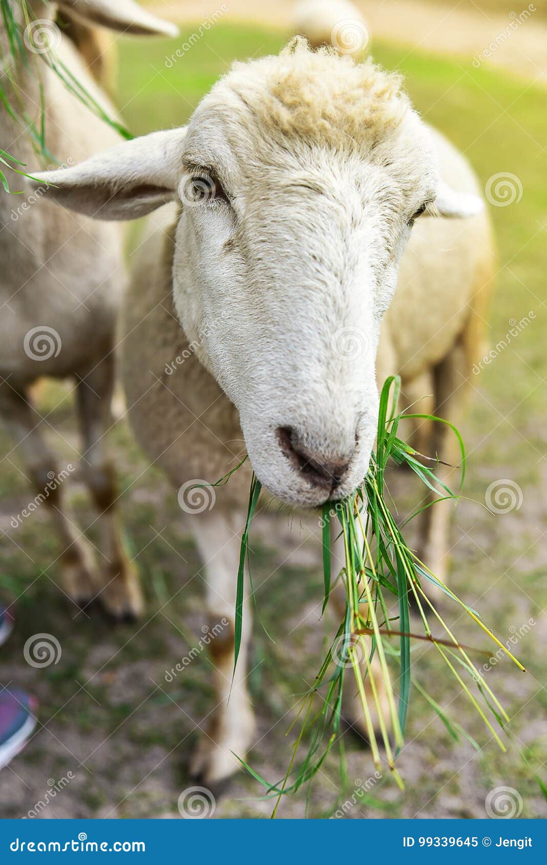 Sheep stock image. Image of sheep, livestock, outdoors - 99339645