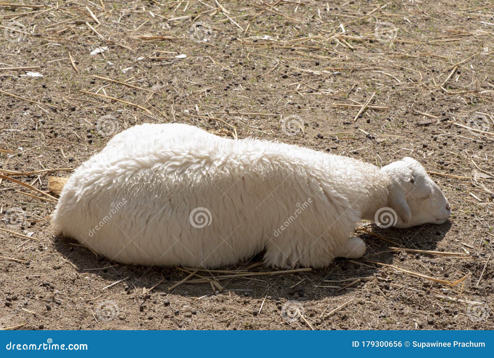 Sheep Eating Grass on the Farm Stock Photo - Image of wildlife, flock ...