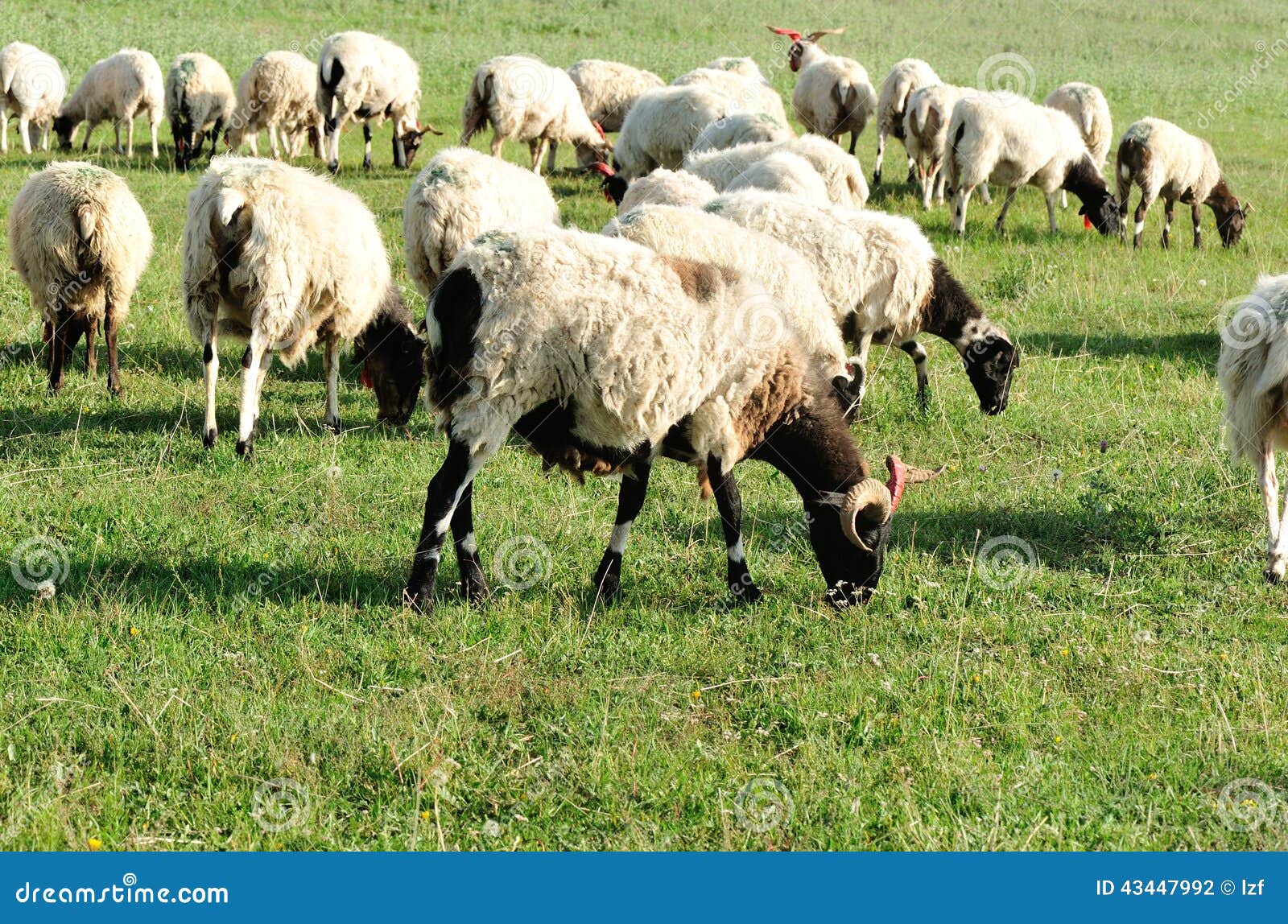 Sheep Eating Grass Leaves On Steel Mesh Fence Of Rural Ranch Farm Stock ...