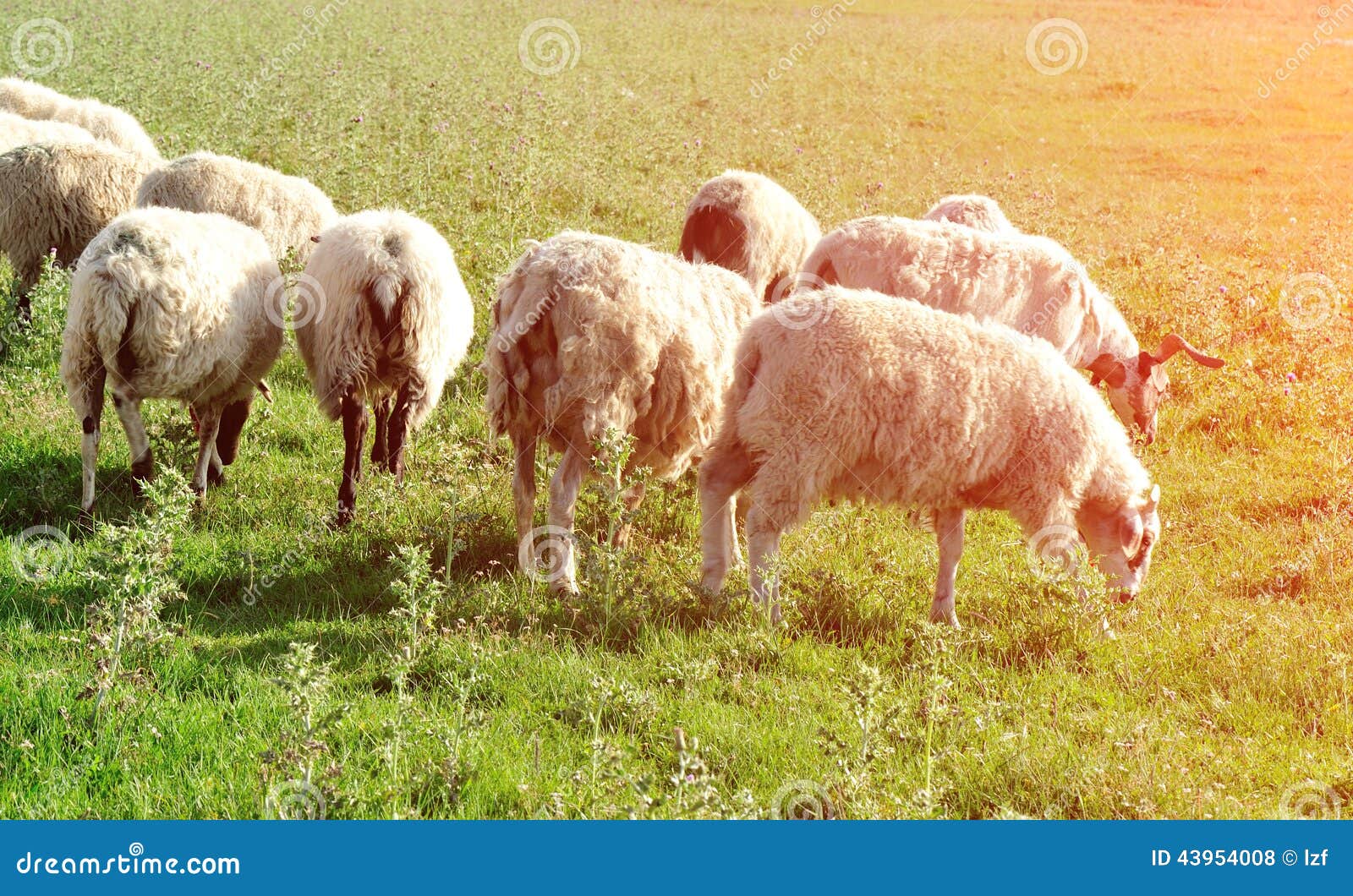Sheep eating grass stock photo. Image of sunny, tibet - 43954008