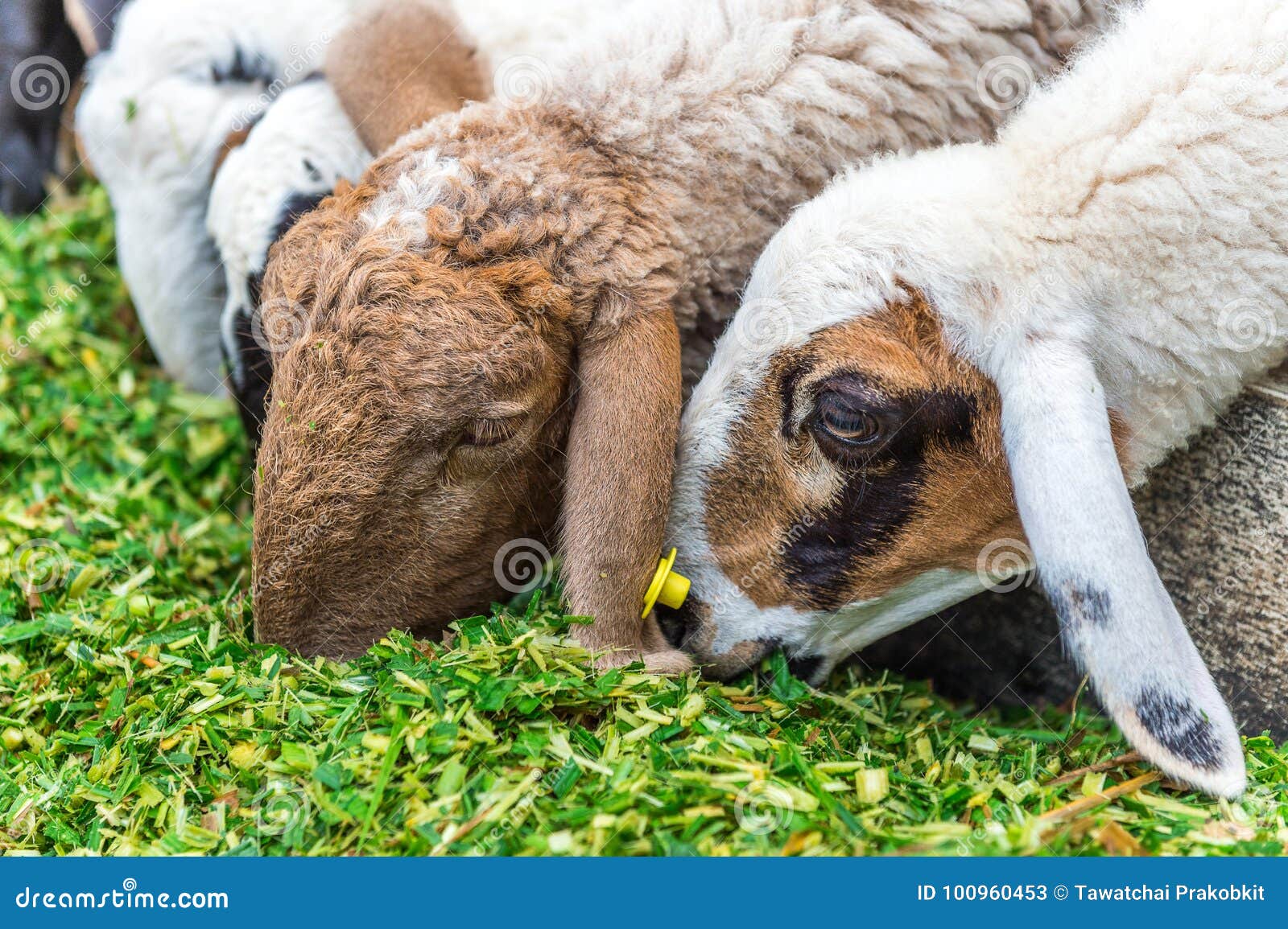 Sheep eating grass. stock image. Image of herd, hill - 100960453
