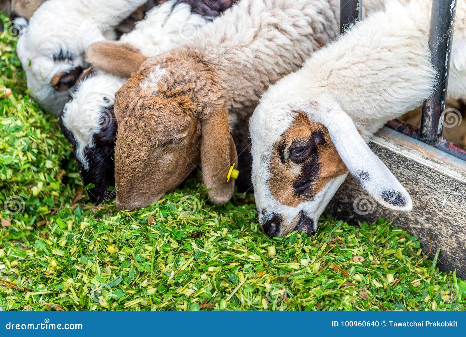 Sheep eating grass. stock photo. Image of agriculture - 100960640