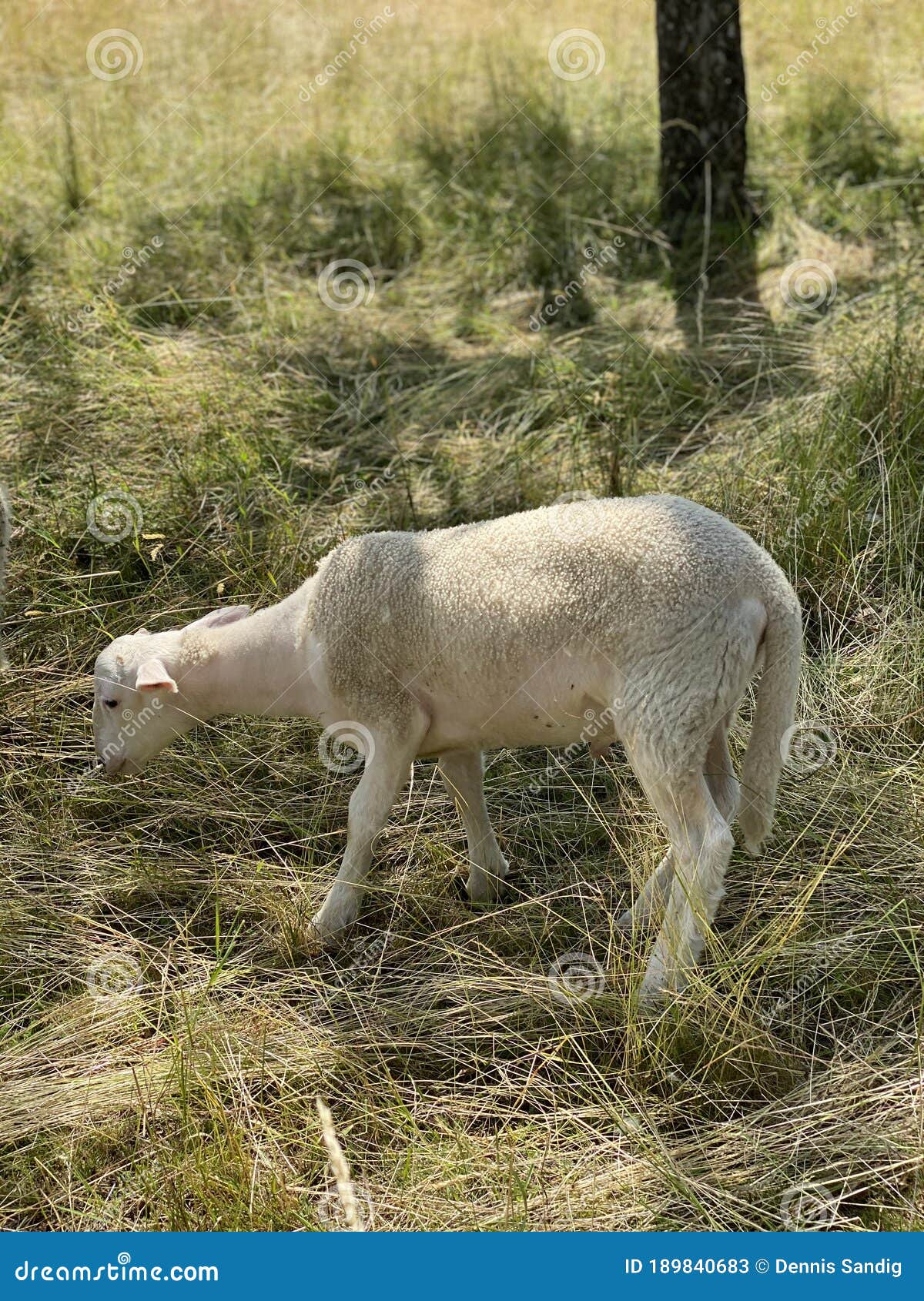 Hungry sheep stock image. Image of walking, eating, sheep - 189840683