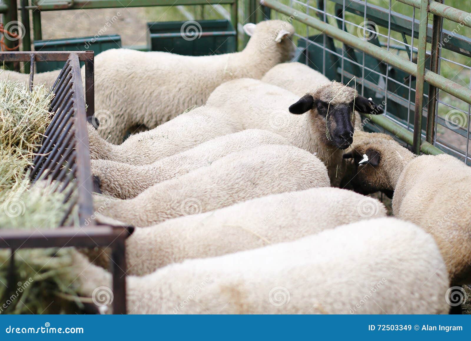 Sheep eating hay stock image. Image of grass, landscape - 72503349