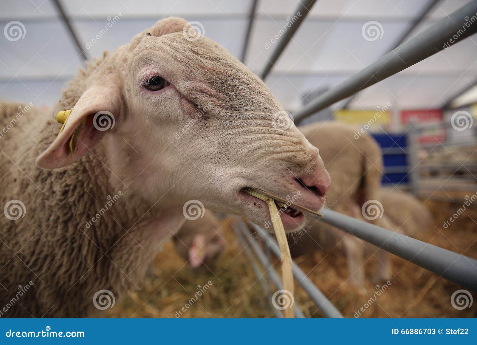Sheep Eating On A Grass Field Royalty-Free Stock Photography ...