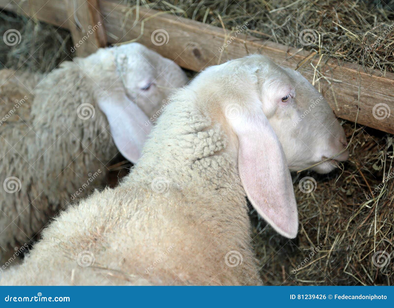 Sheep Eating Hay in a Manger Stock Photo - Image of haystack, herding ...