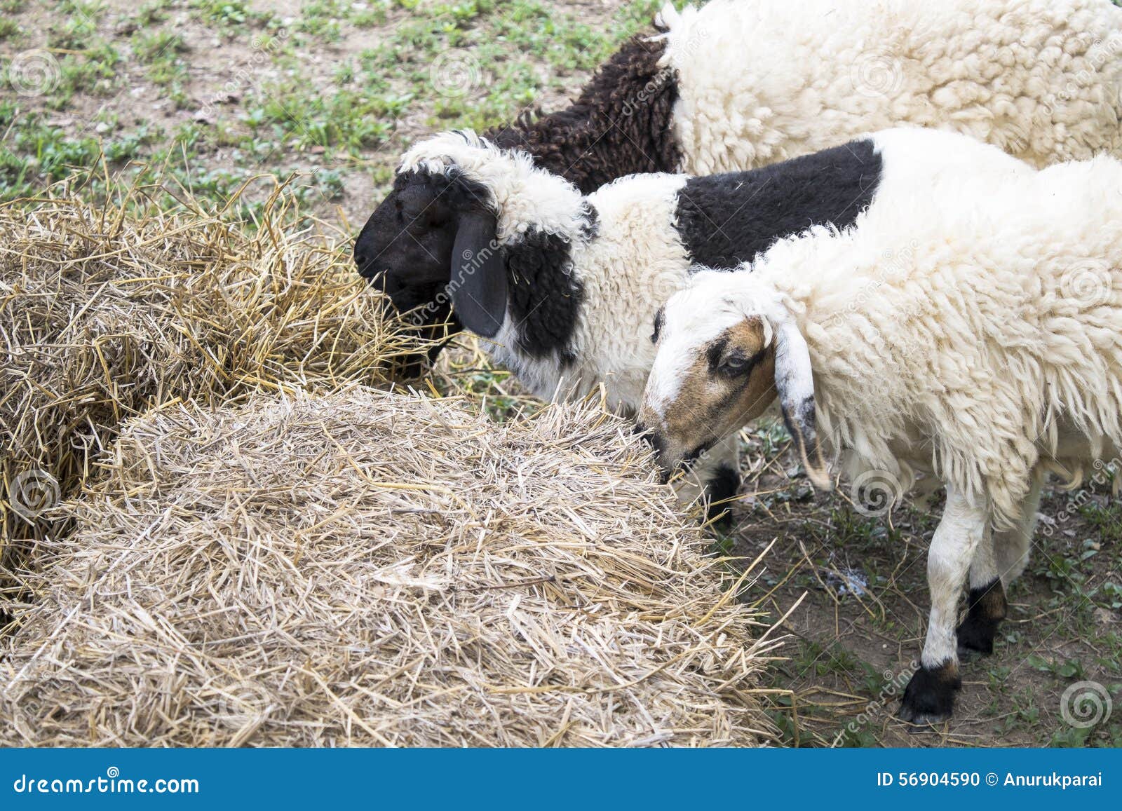 Sheep eating hay stock photo. Image of meal, agriculture - 56904590