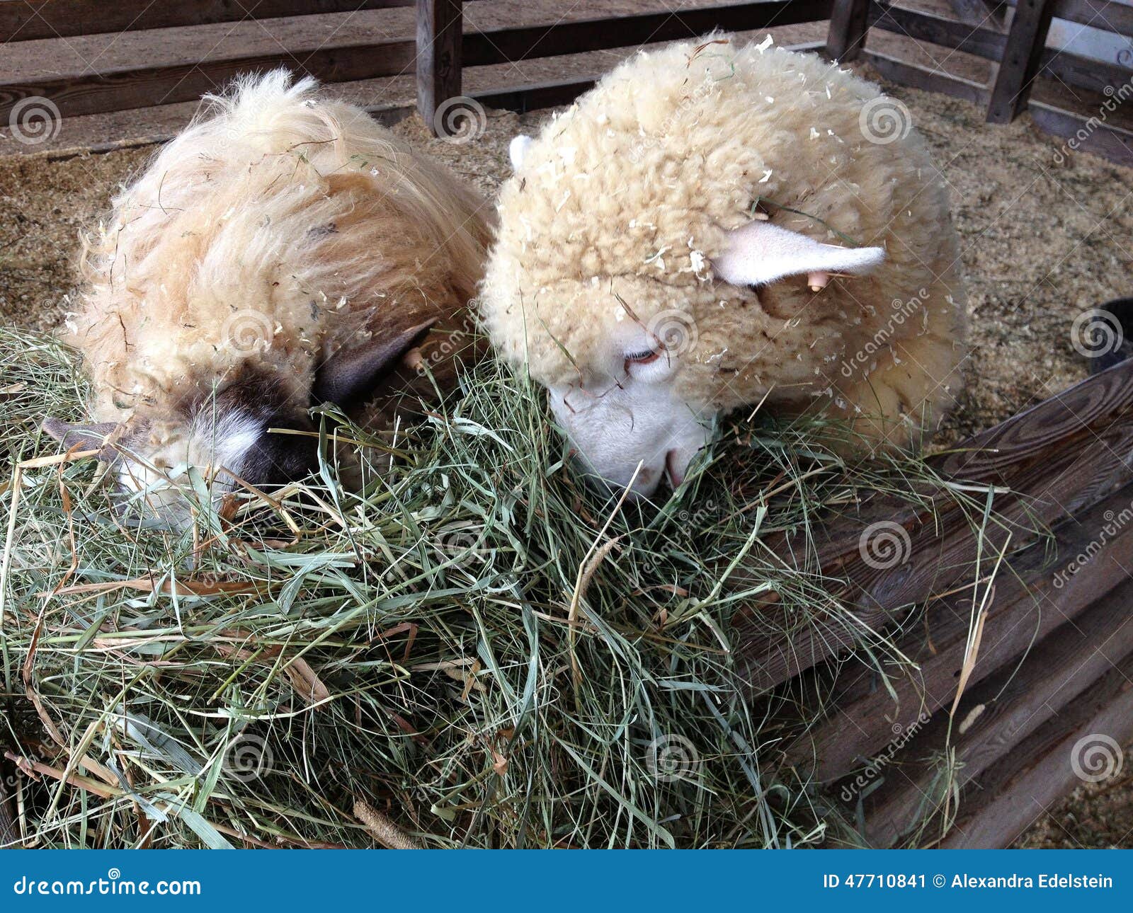 Sheep Eating Hay stock image. Image of sheep, farming - 47710841