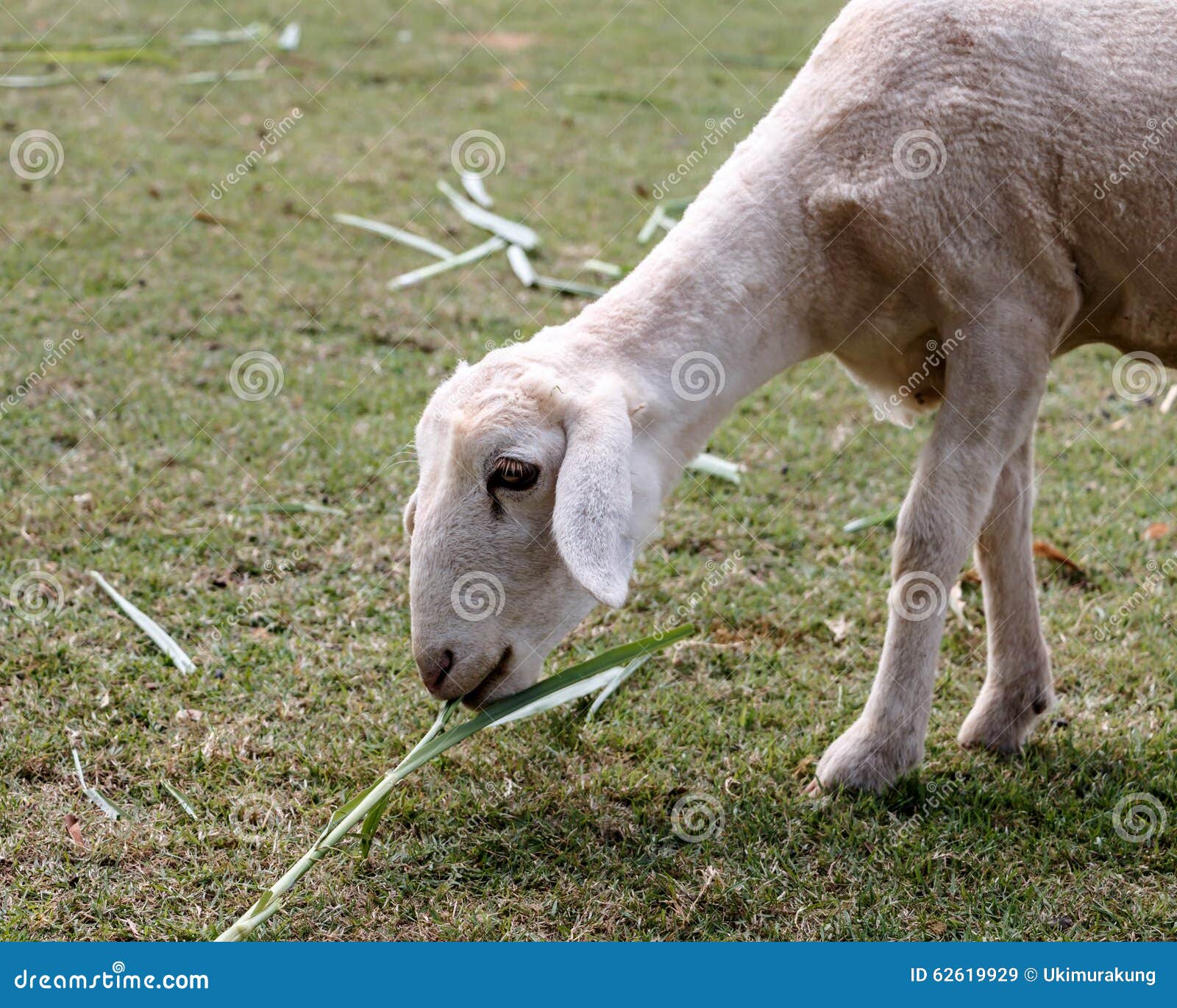 Sheep Eating Leaf in Countryside Farm Stock Image - Image of soft ...