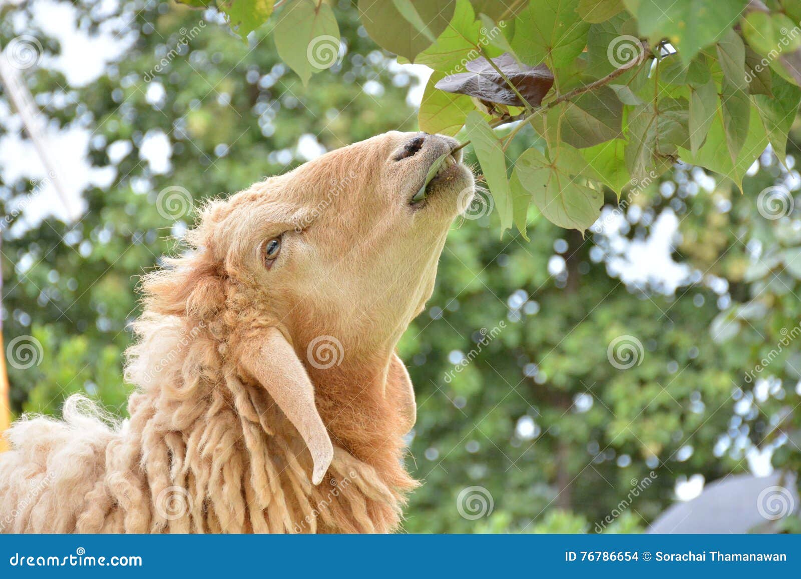 Sheep eating leaves. stock photo. Image of stalk, peckish - 76786654
