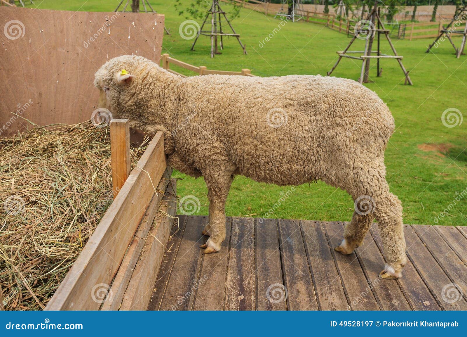 Sheep Eating Straw stock image. Image of animal, outside - 49528197