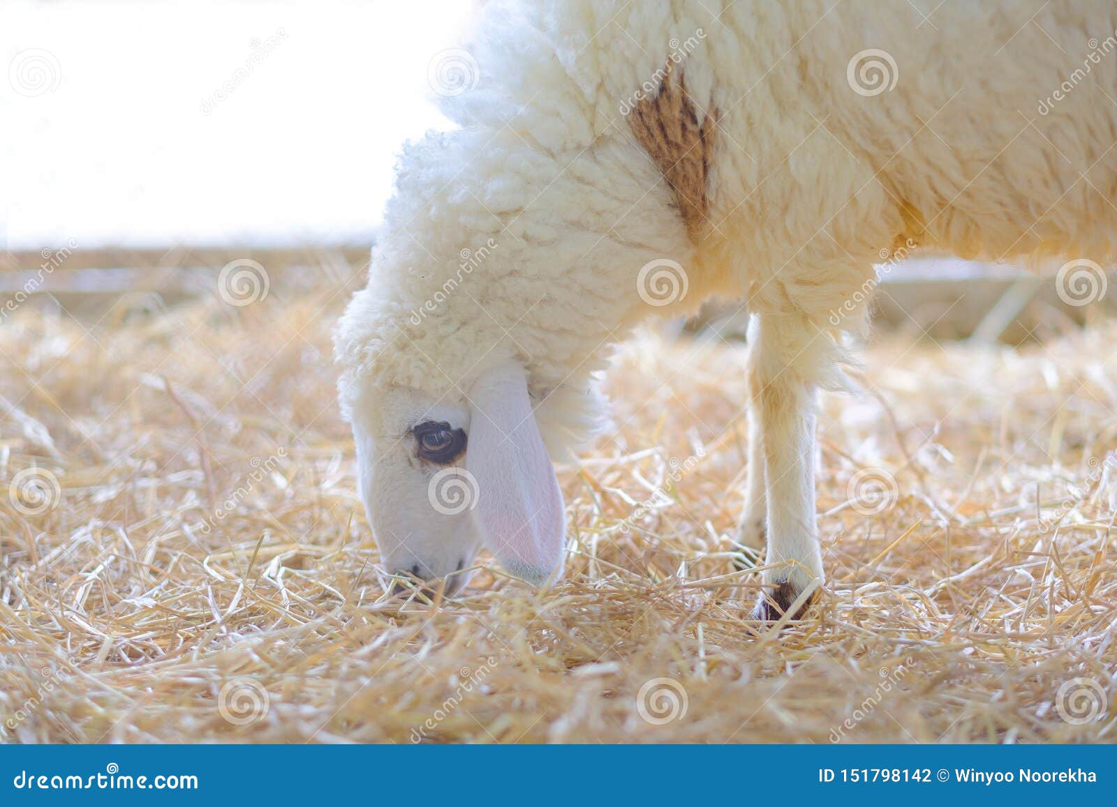 Sheep eat straw stock photo. Image of furry, field, rural - 151798142
