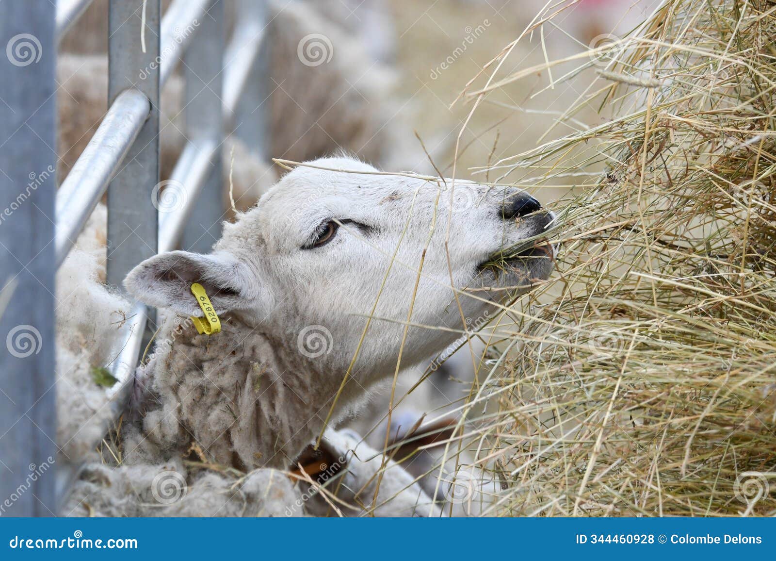 A sheep eating stock photo. Image of farm, mammal, sheep - 344460928