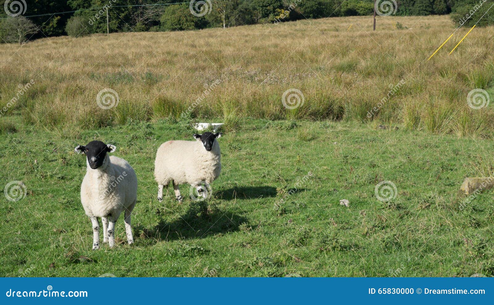 Sheep eating stock photo. Image of large, lake, path - 65830000