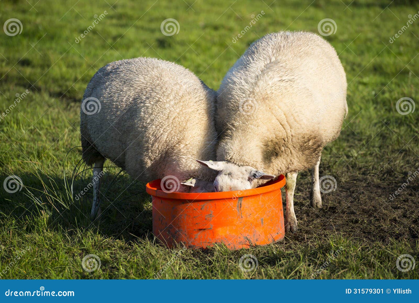 Sheep eating stock image. Image of agri, herd, field - 31579301