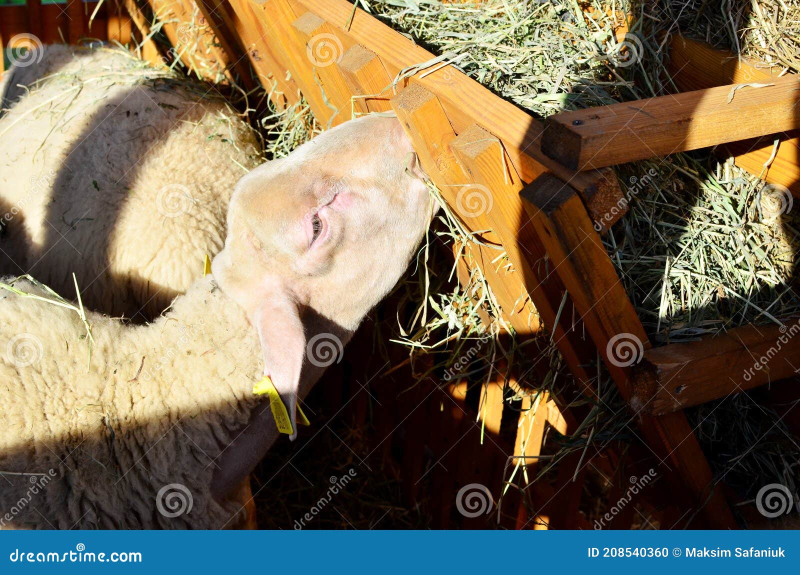 A Sheep An Enclosure Eating Hay On The Farm Australian Ram And Sheeps