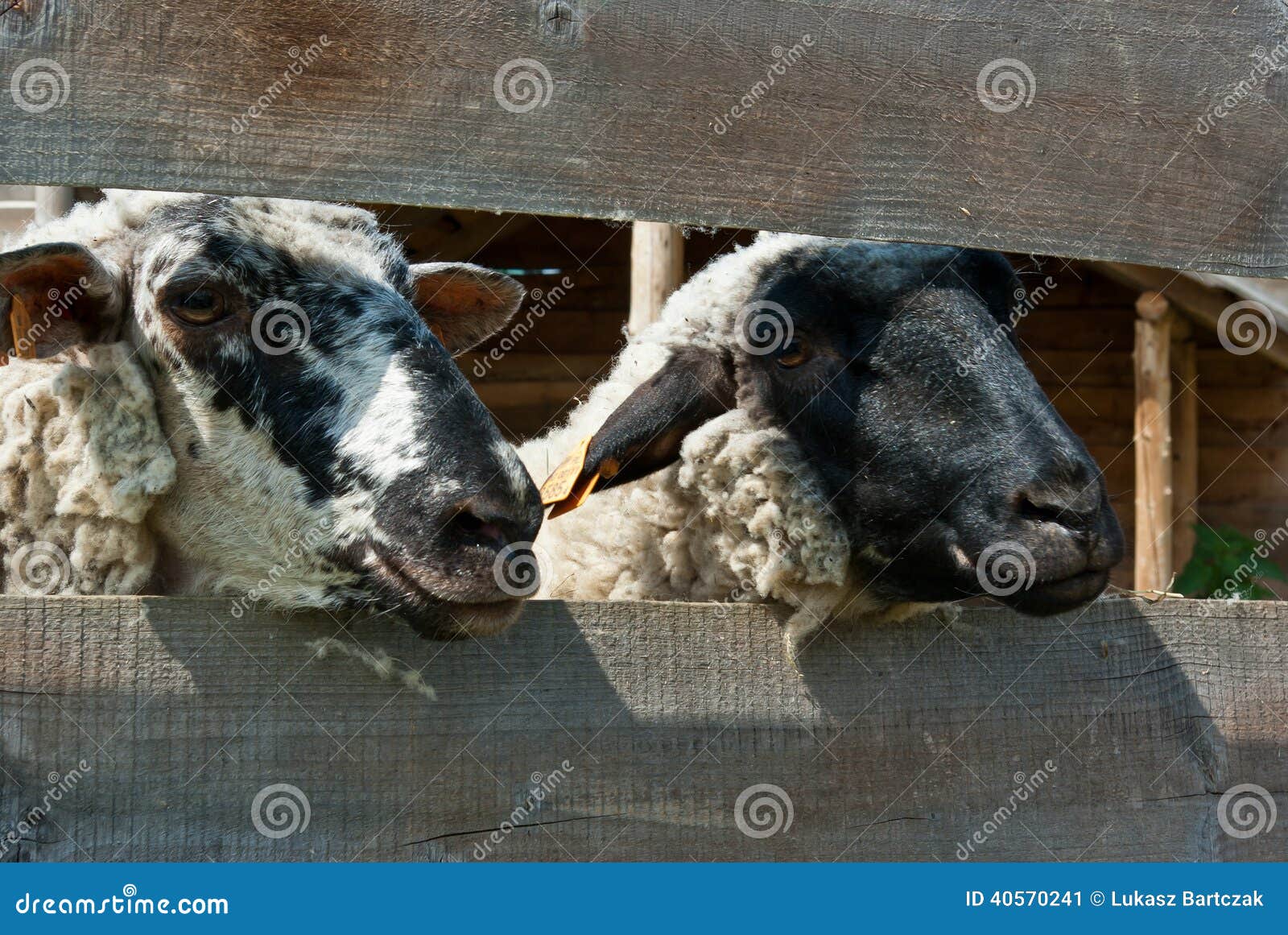 Sheep in enclosure stock image. Image of meat, domestic - 40570241