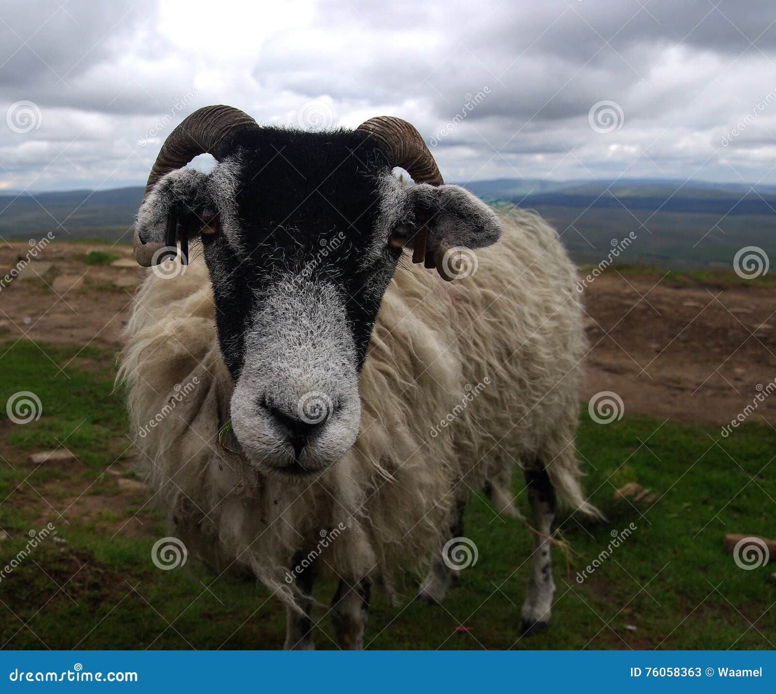 Sheep in England (Yorkshire Dales) Stock Image - Image of yorkshire ...