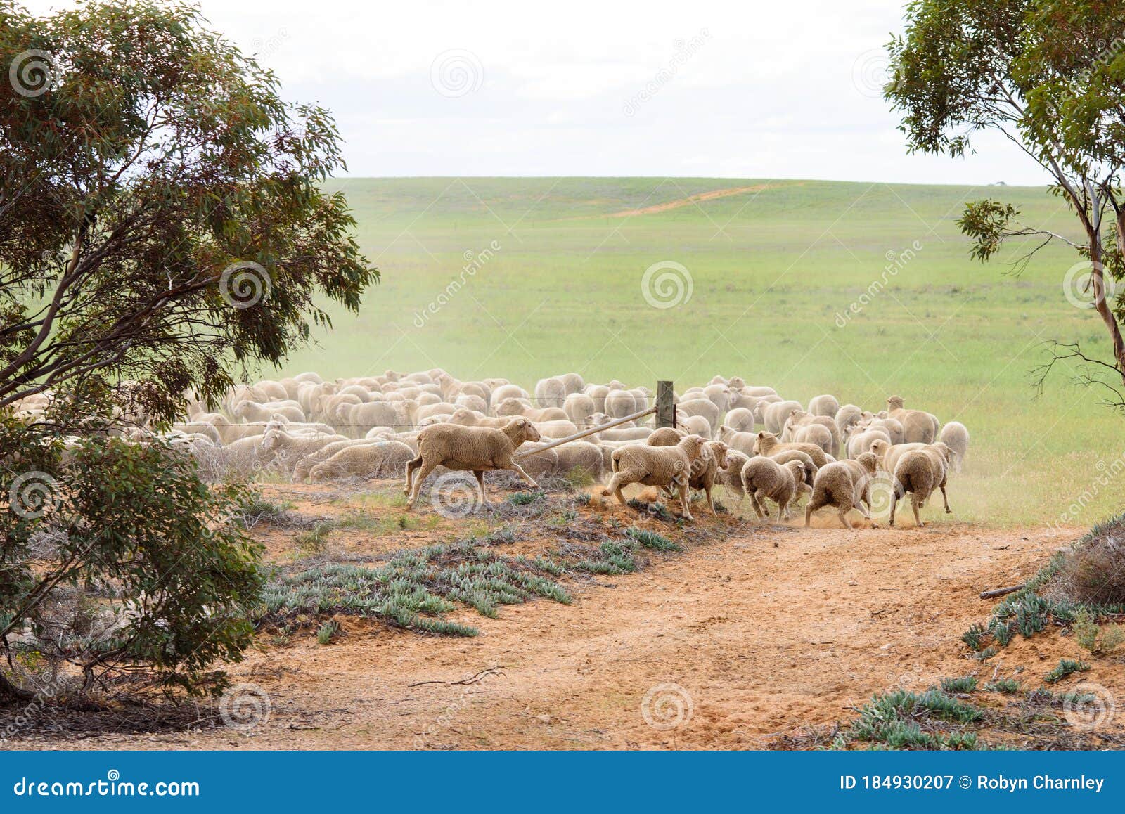 Sheep Entering Paddock in Rural Australia Stock Image - Image of ...