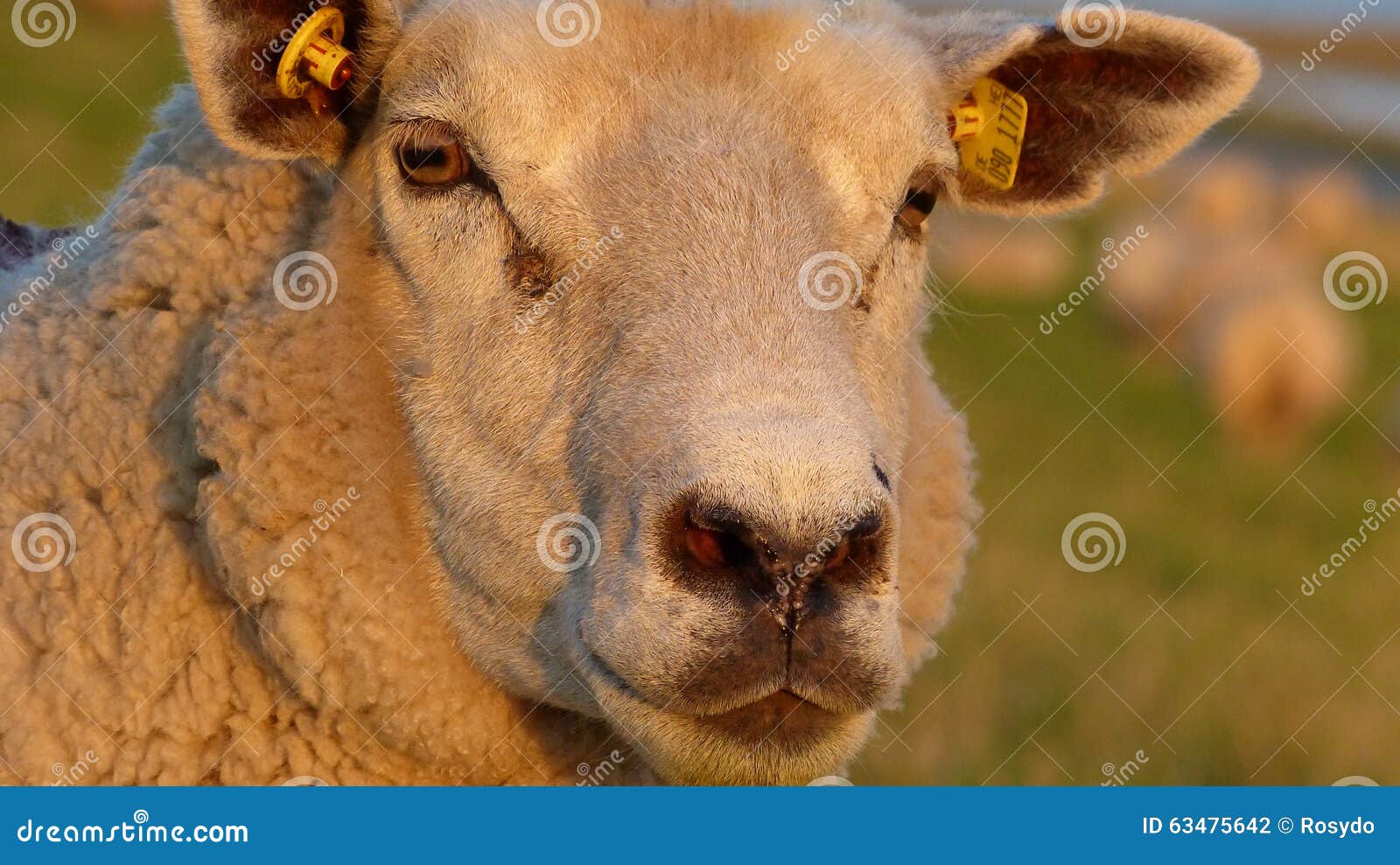 Sheep in the evening sun stock photo. Image of antilopinae - 63475642