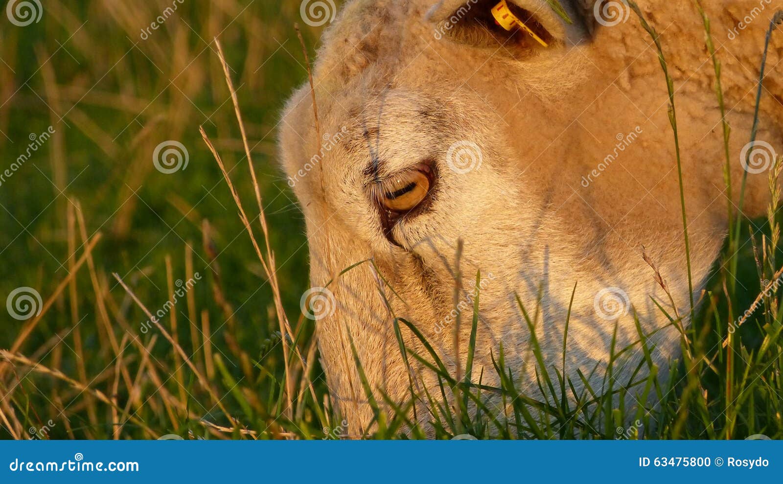 Sheep in the evening sun stock photo. Image of antilopinae - 63475800