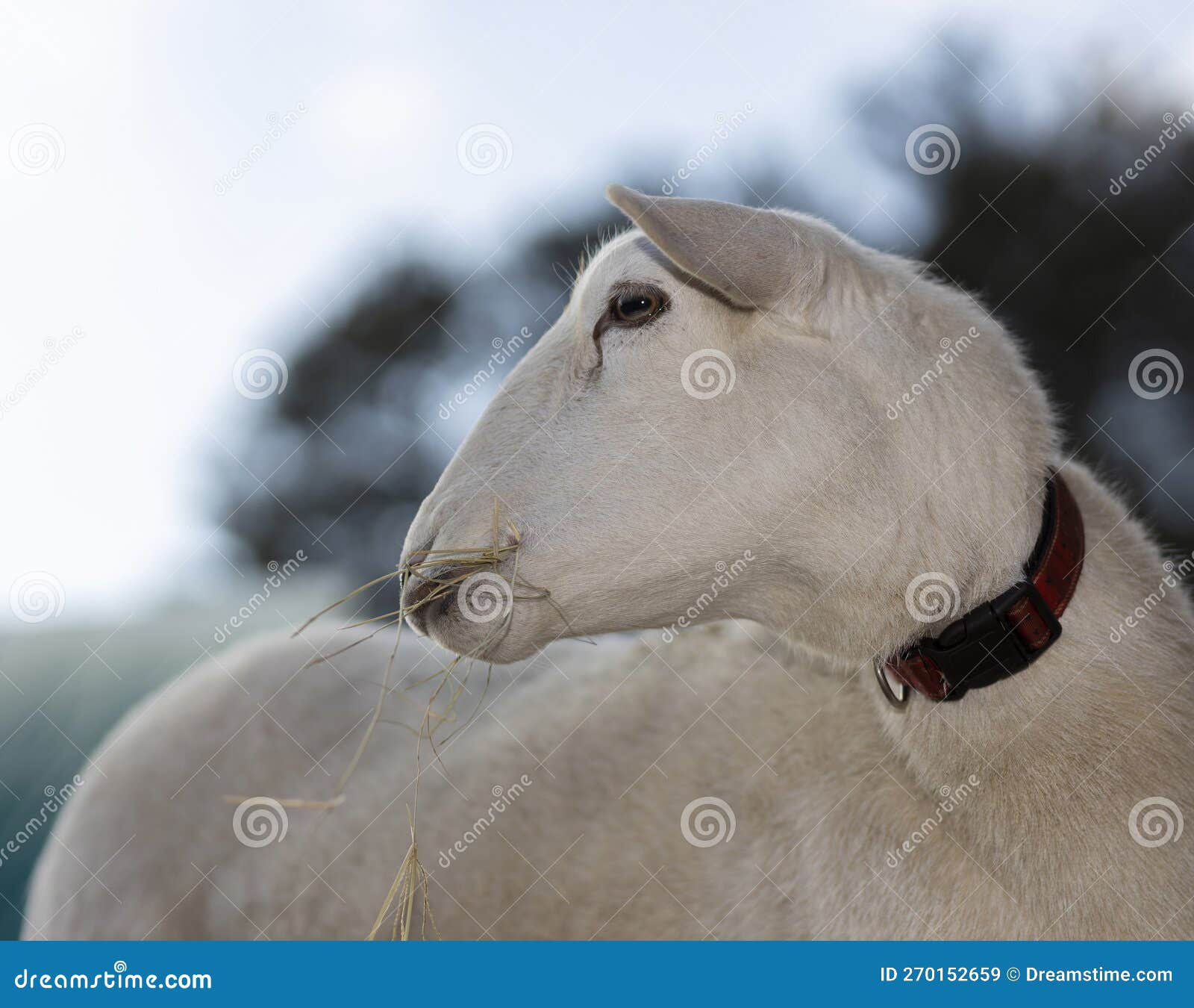Sheep Ewe that is a Messy Eater Stock Image - Image of carolina, food ...