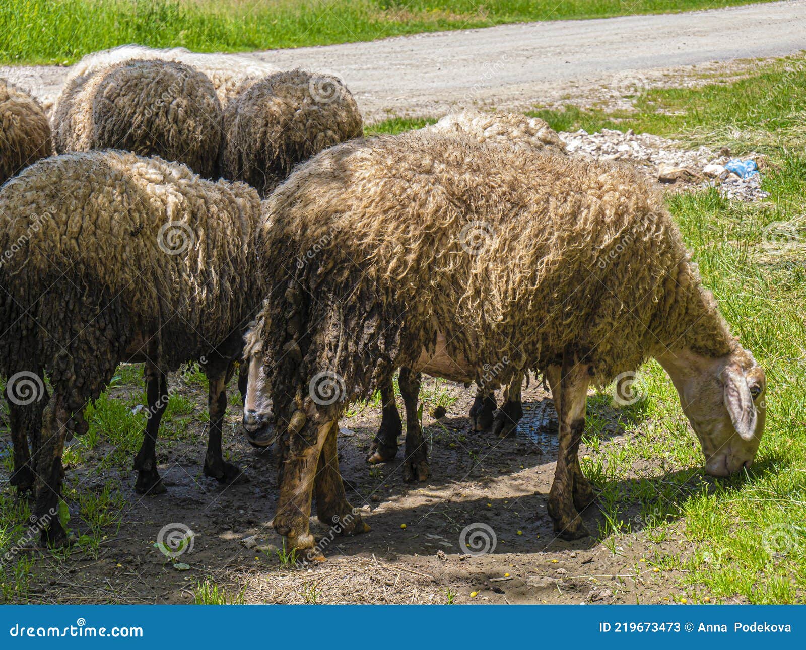 Sheep, Ewe, or Mutton Herd. Sheep with Very Dirty Fur. Stock Image ...
