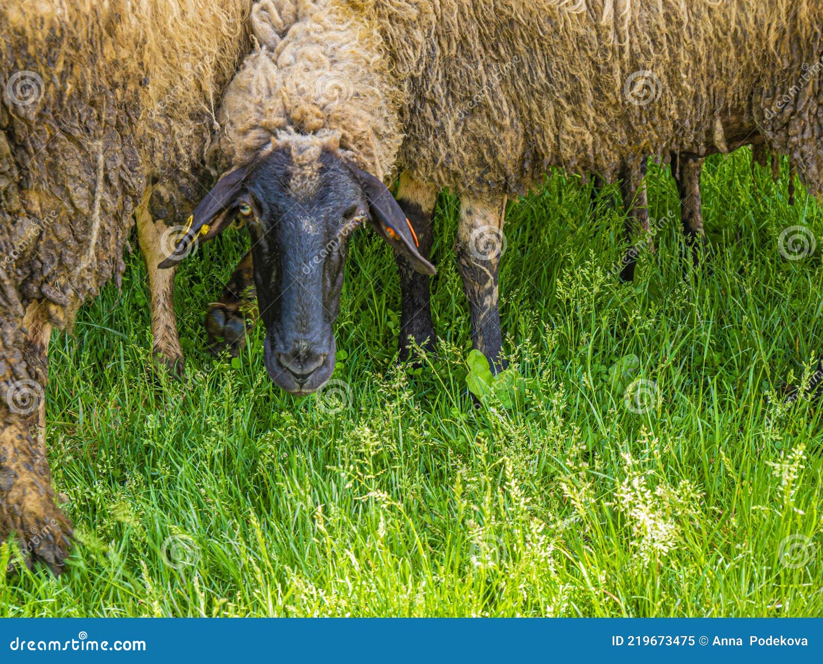 Sheep, Ewe, or Mutton Herd. Sheep with Very Dirty Fur. Stock Image ...