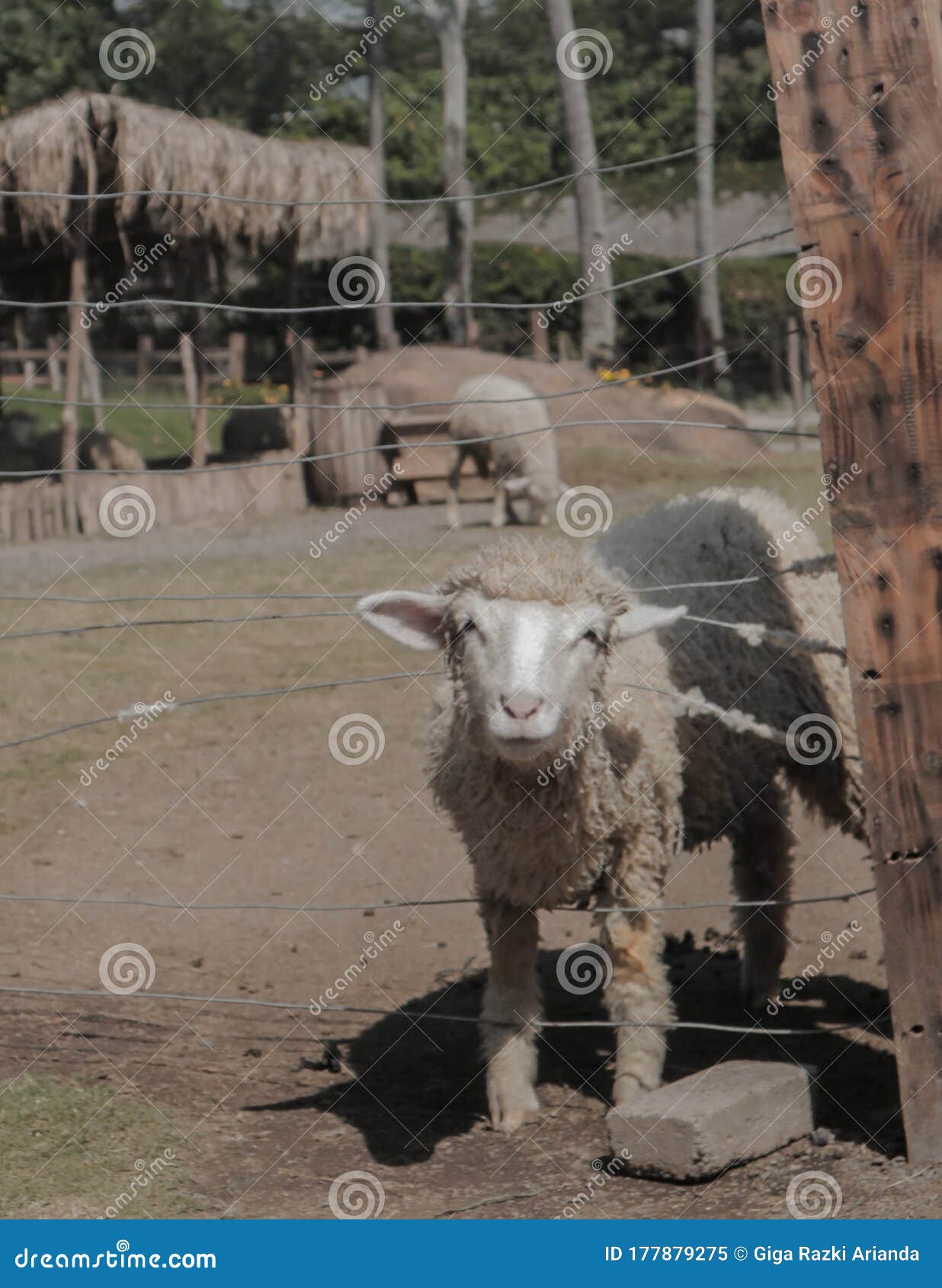 Sheep expression stock image. Image of sheep, animal - 177879275