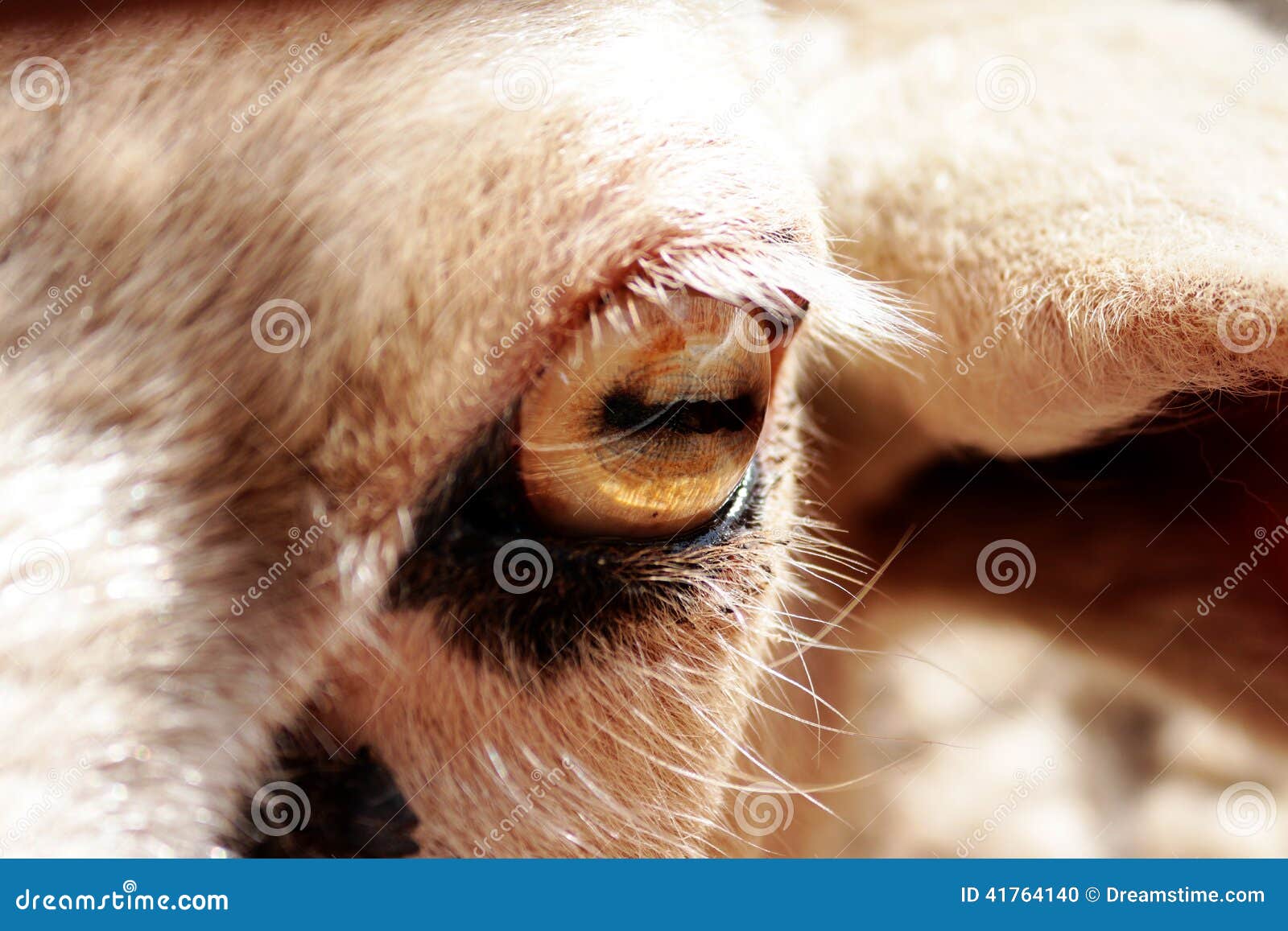 Sheep eye stock photo. Image of hair, animal, farm, face - 41764140