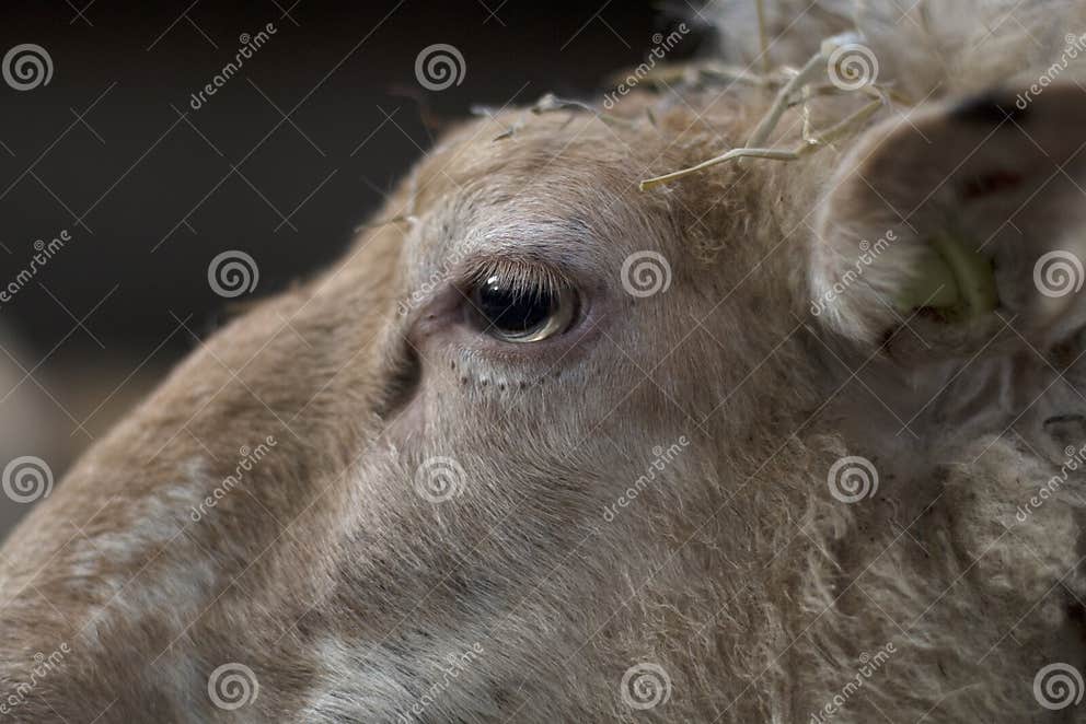 Sheep eye, closeup stock image. Image of inquisitive - 68688047