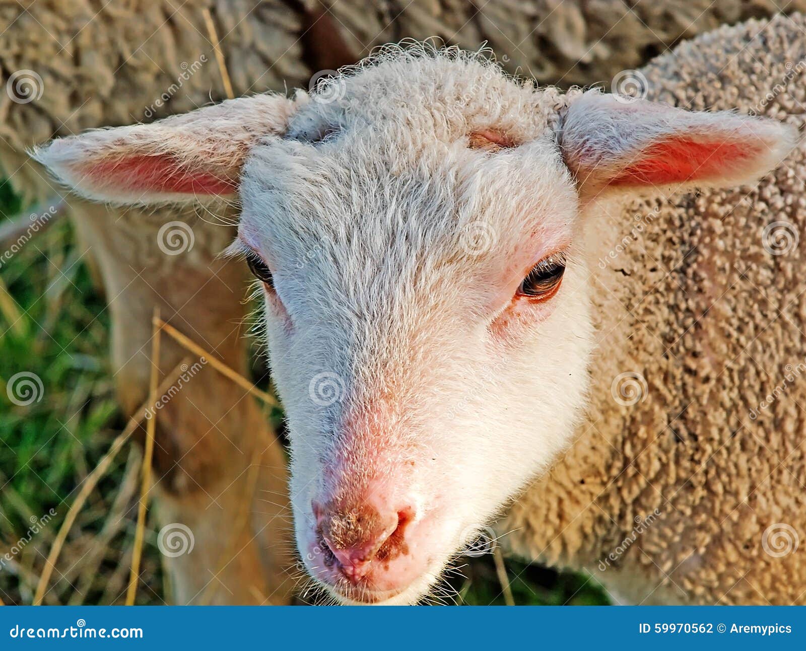 Sheep stock photo. Image of milk, white, animal, mammal - 59970562
