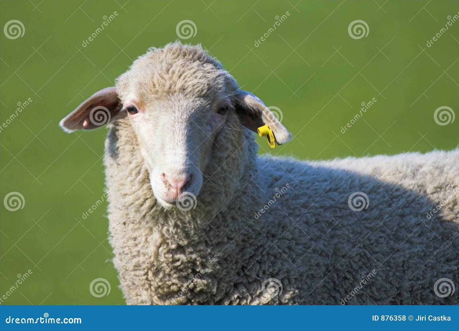 Sheep face stock photo. Image of mammal, coat, mark, fleece - 876358