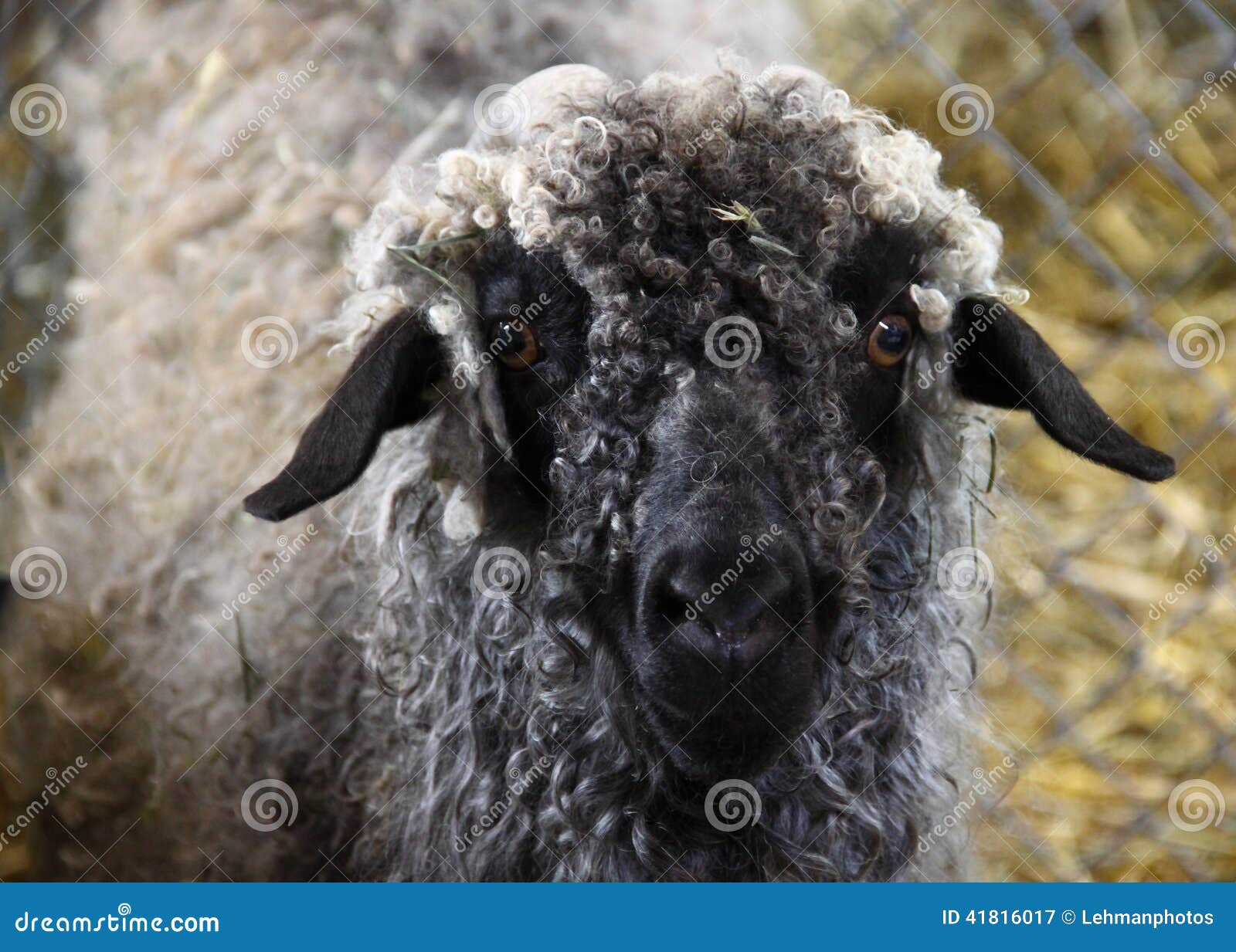 Sheep Face stock image. Image of ears, mammals, reflection - 41816017
