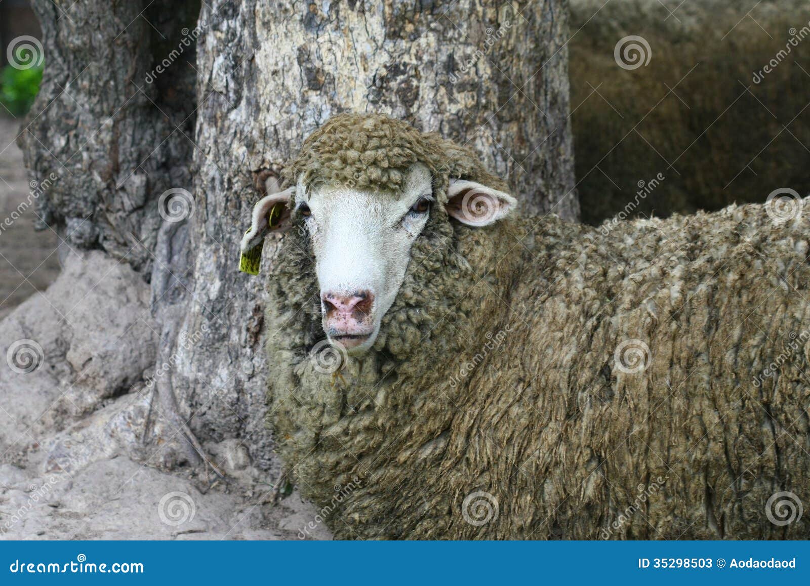 Sheep face stock image. Image of mammal, looking, cute - 35298503