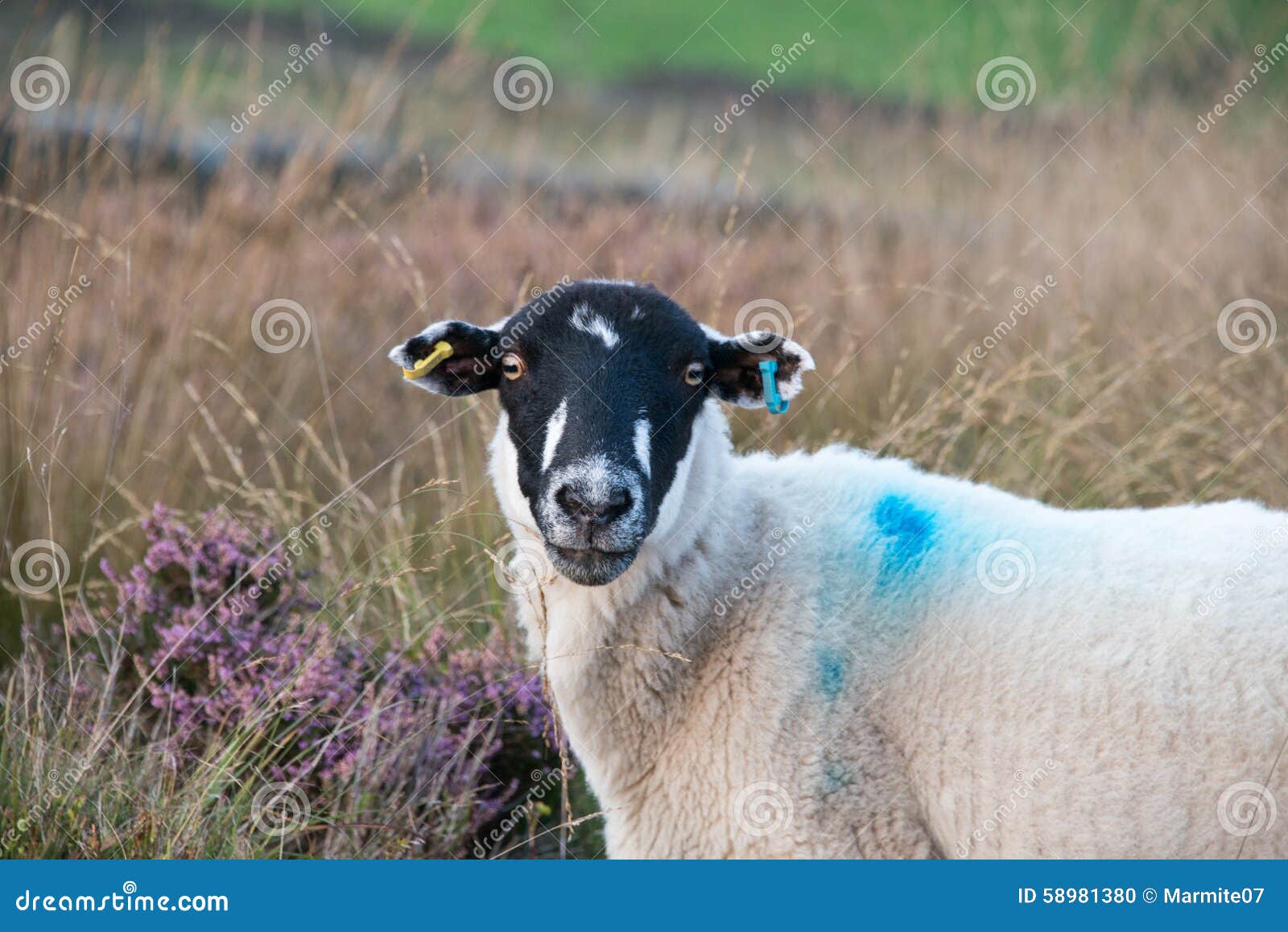 Sheep face on stock photo. Image of flowers, mammal, farm - 58981380