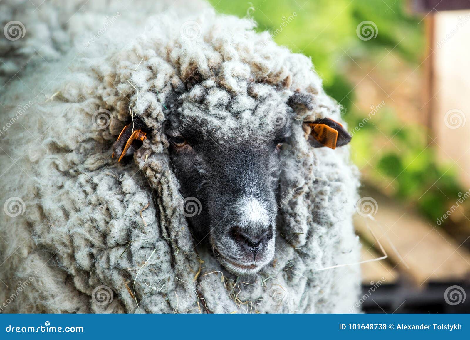 Sheep face stock photo. Image of cattle, nature, rural - 101648738