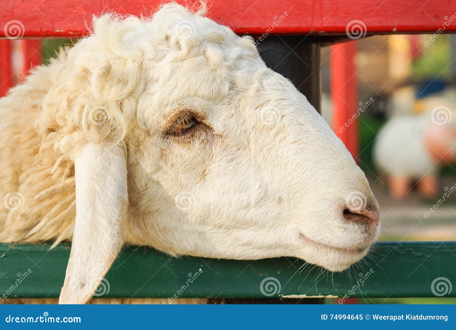 Sheep face closeup stock image. Image of livestock, sheep - 74994645