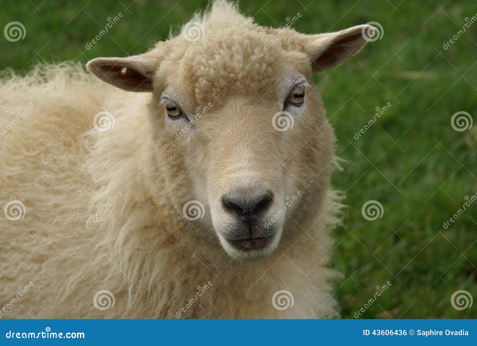 Sheep stock photo. Image of whool, farmland, face, nature - 43606436